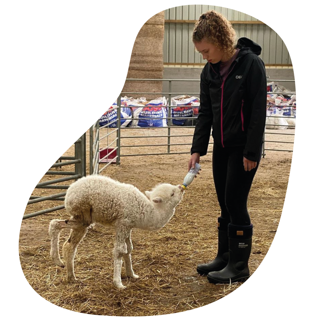 Livery - Barnacre Alpacas